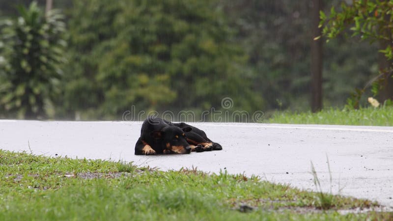 Sad Dog Sitting on Asphalt Road during Raining Stock Footage - Video of ...