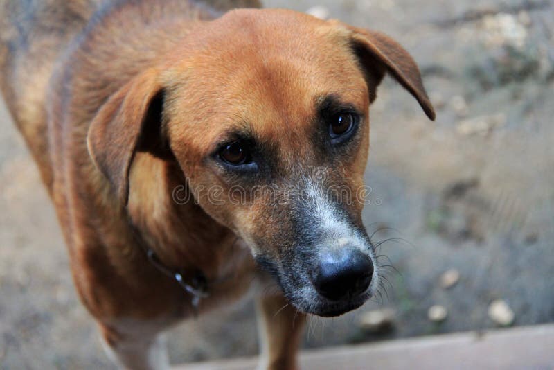 Sad dog staring stock image. Image of looking, brown - 57634247