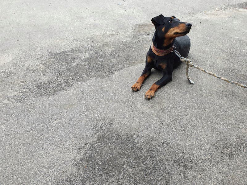Sad Dog Tied with a Rope on Concrete Floor Stock Image - Image of ...