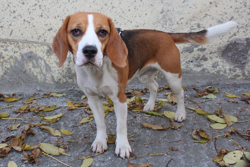 Sad dog stock image. Image of deplorable, dreary, standing - 82566887