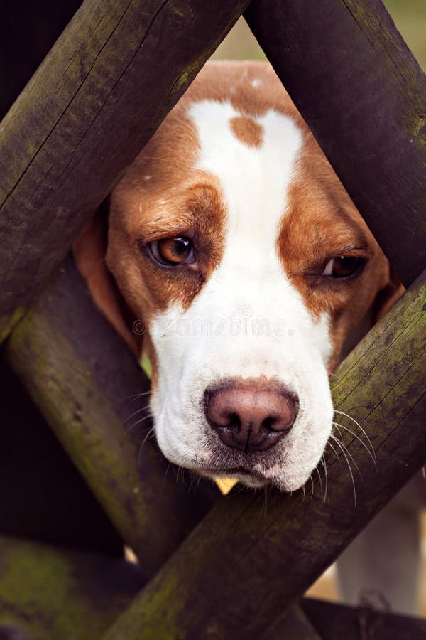 A Sad Dog stock image. Image of grass, canine, portrait - 90902537