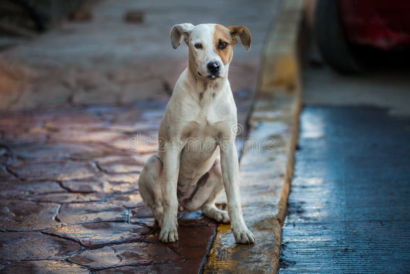 Sad dog waiting stock photo. Image of home, looking, sadness - 91058928