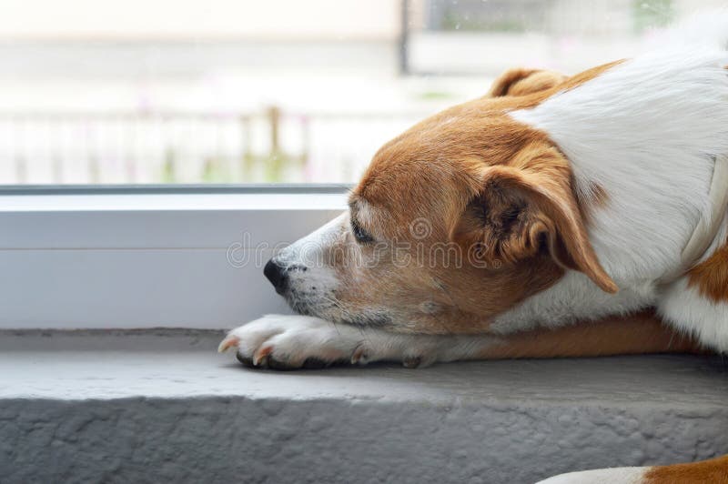 Dog waiting at the window stock photo. Image of cute - 157940224