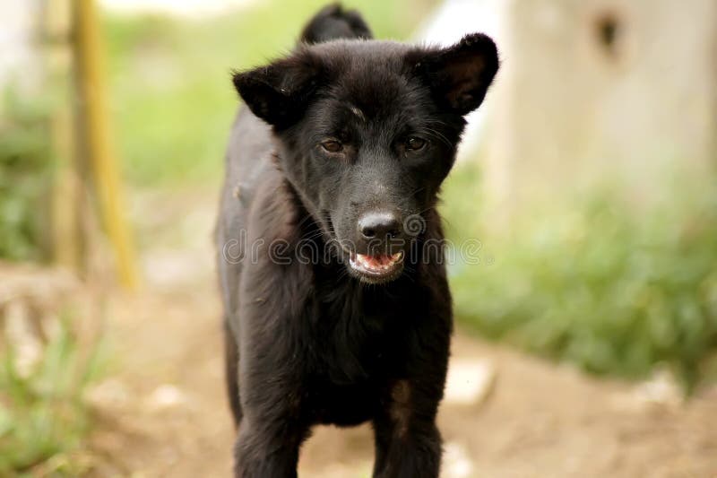 SAD DOG WALKING in the Forest Woods Stock Photo - Image of grass ...