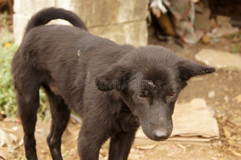 SAD DOG WALKING in the Forest Woods Stock Photo - Image of domestic ...
