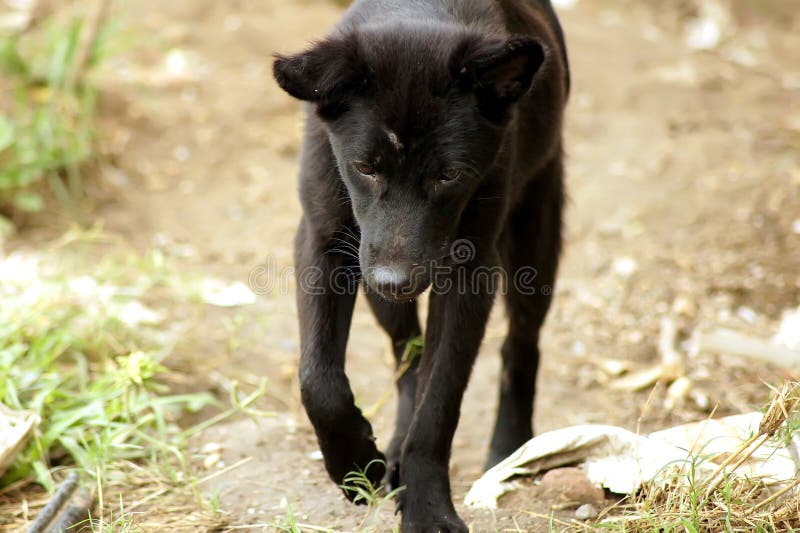 SAD DOG WALKING in the Forest Woods Stock Photo - Image of eyes, cute ...