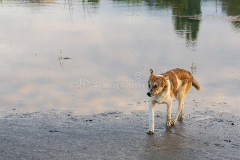 Sad Dog Walking on the River Bank Stock Image - Image of outdoors ...