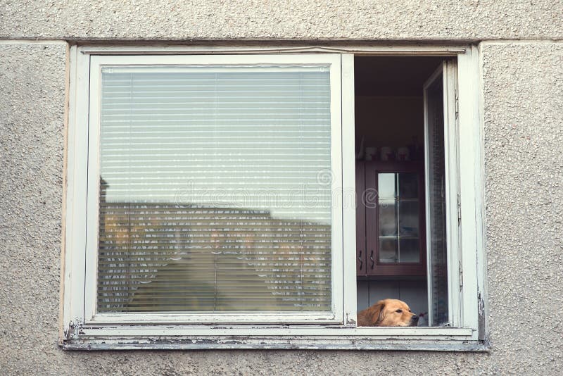 Sad dog in the window stock photo. Image of calm, wait - 78242990