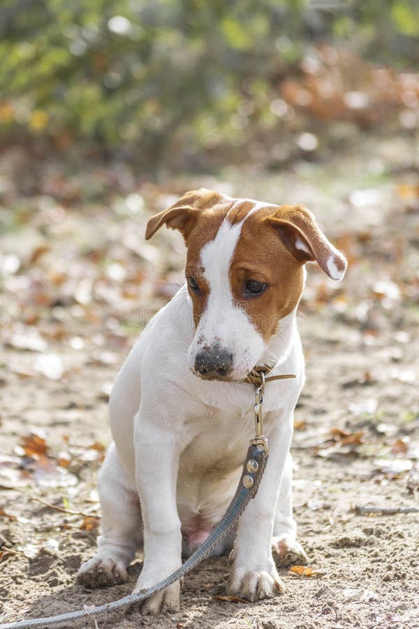 Sad Doggy Jack Russell Terrier Sits on the Ground Stock Image - Image ...