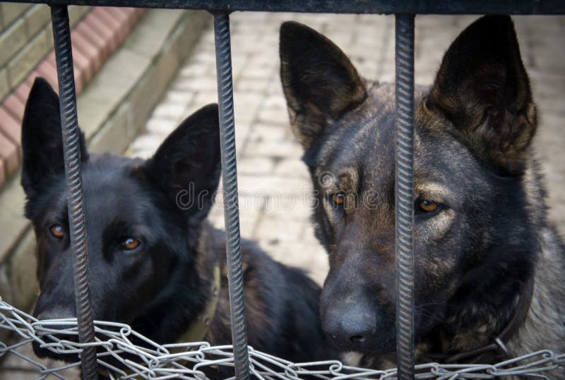 Sad Dogs are Sitting Behind Iron Gate Stock Photo - Image of captured ...