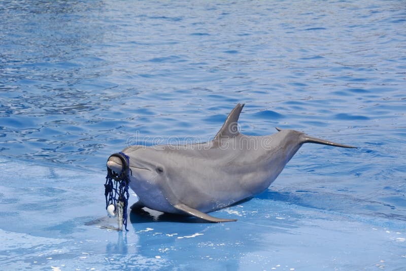 Sad Dolphin Stock Photos - Free & Royalty-Free Stock Photos from Dreamstime