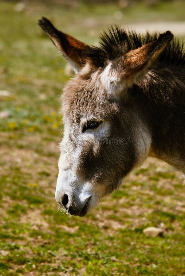 Sad donkey stock image. Image of beauty, nature, pasture - 15567781