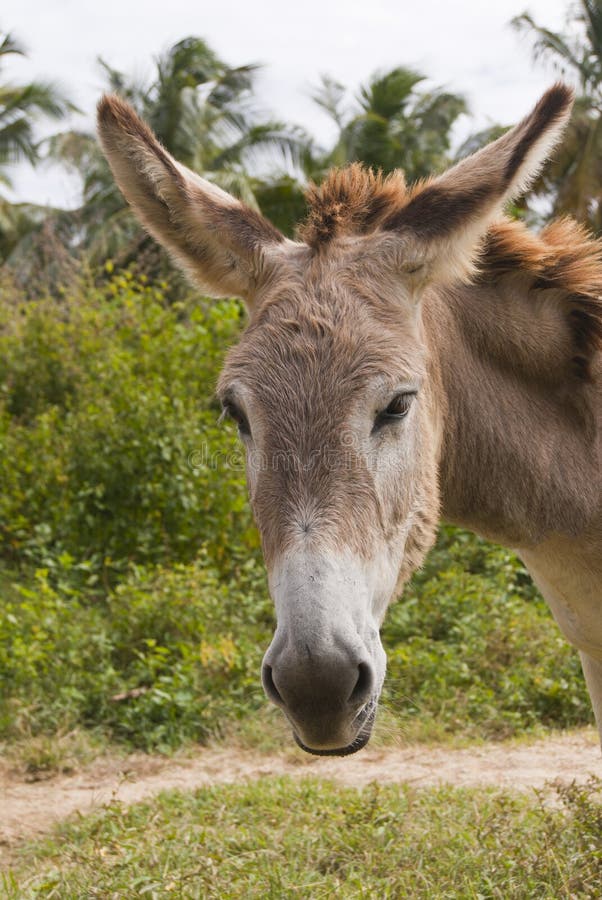 Sad donkey headshot stock image. Image of close, hoof - 17642339