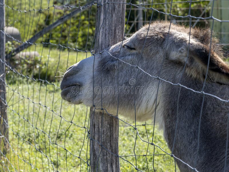 Donkey Prison Stock Photos - Free & Royalty-Free Stock Photos from ...