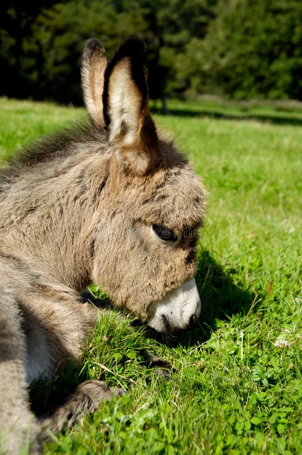 Donkey foal eating stock image. Image of domestic, adorable - 20519091