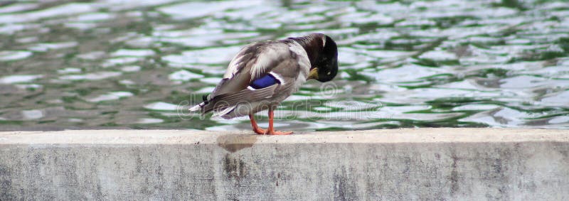 Sad Duck stock photo. Image of marshall, spring, park - 54678508