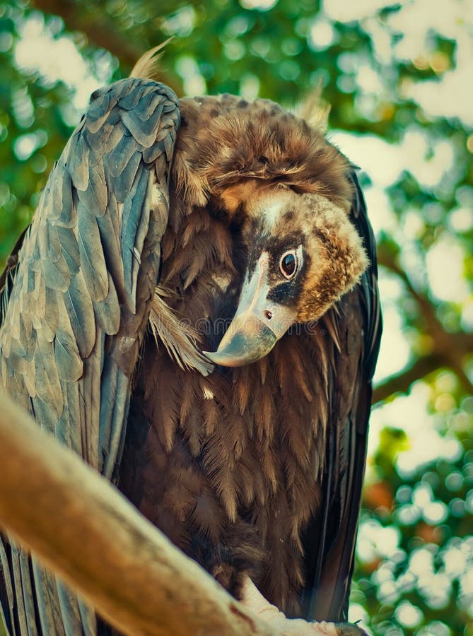 Sad eagle stock image. Image of natural, wild, animal - 88096907