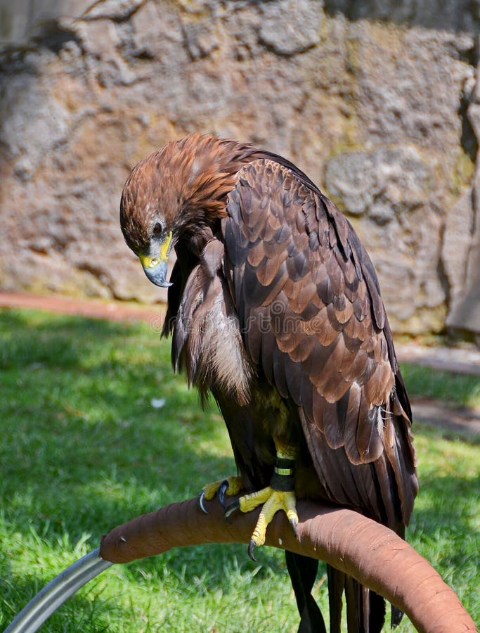 Sad Eagle in captivity stock photo. Image of defeat, brown - 56168224