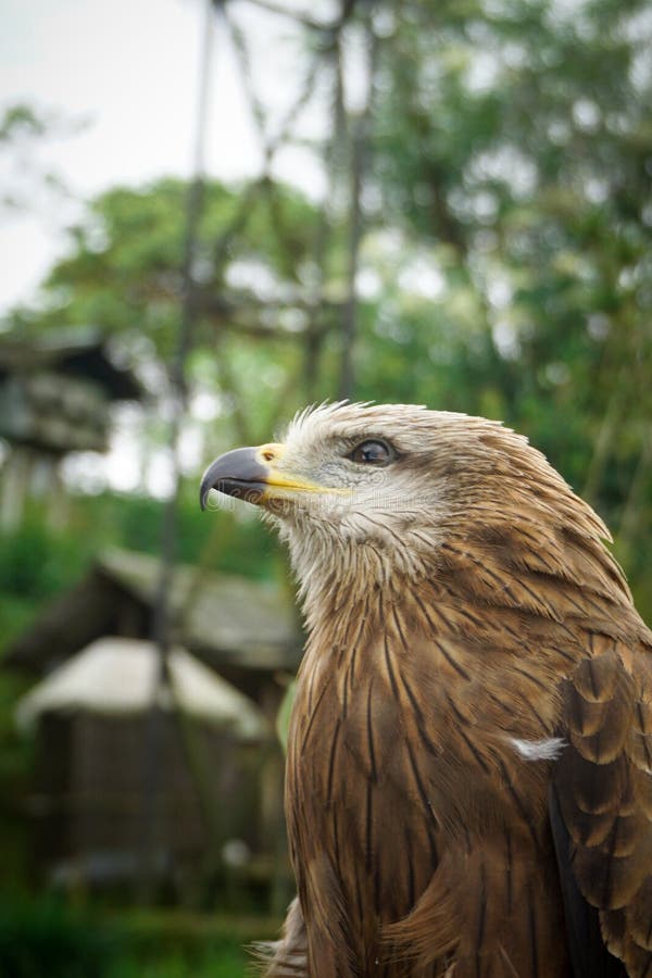 293 Sad Eagle Stock Photos - Free & Royalty-Free Stock Photos from ...