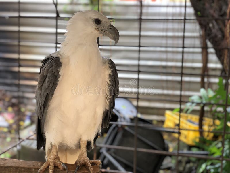 A sad eagle stock image. Image of found, separated, mother - 251181791