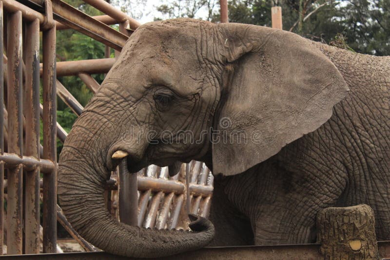Sad elephant stock image. Image of mammal, sadelephant - 266364057