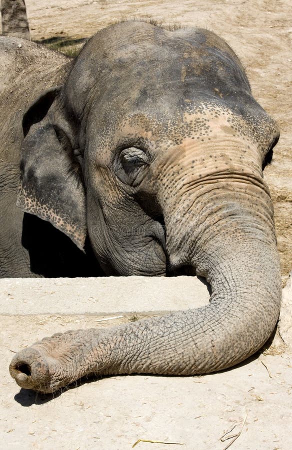 54+ Sad elephant Free Stock Photos - StockFreeImages