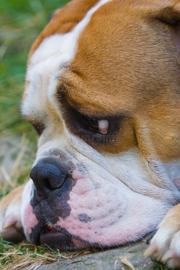 317 Droopy Face Stock Photos - Free & Royalty-Free Stock Photos from ...