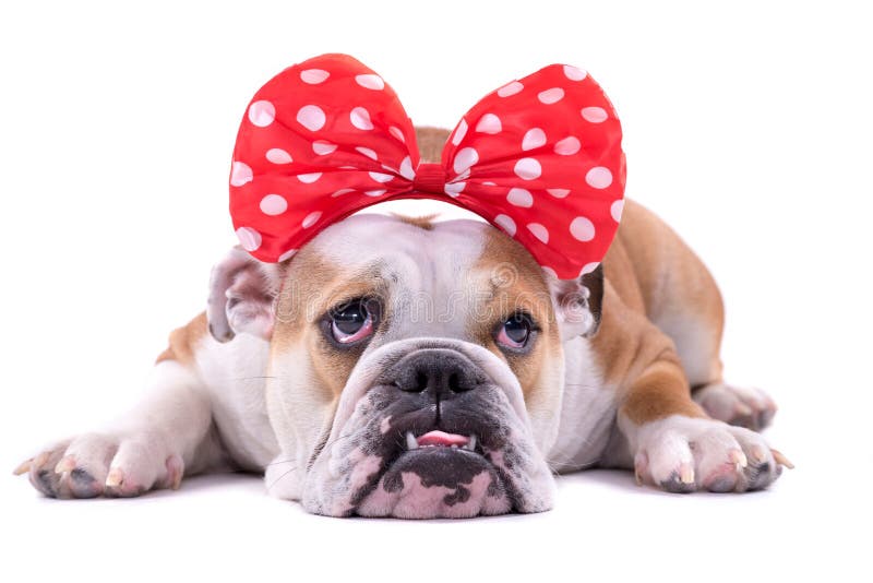 Sad English bulldog stock image. Image of english, generation - 79404871
