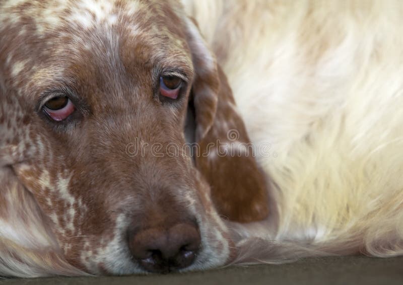 Sad English Setter Portrait Stock Image - Image of calm, depressed ...