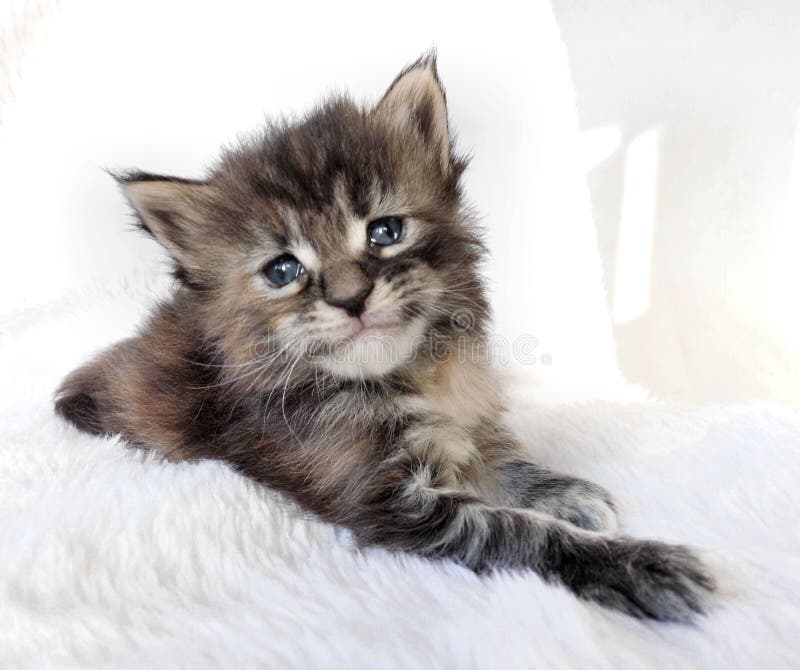 The sad eye kitten stock photo. Image of kitten, admirable - 77085150