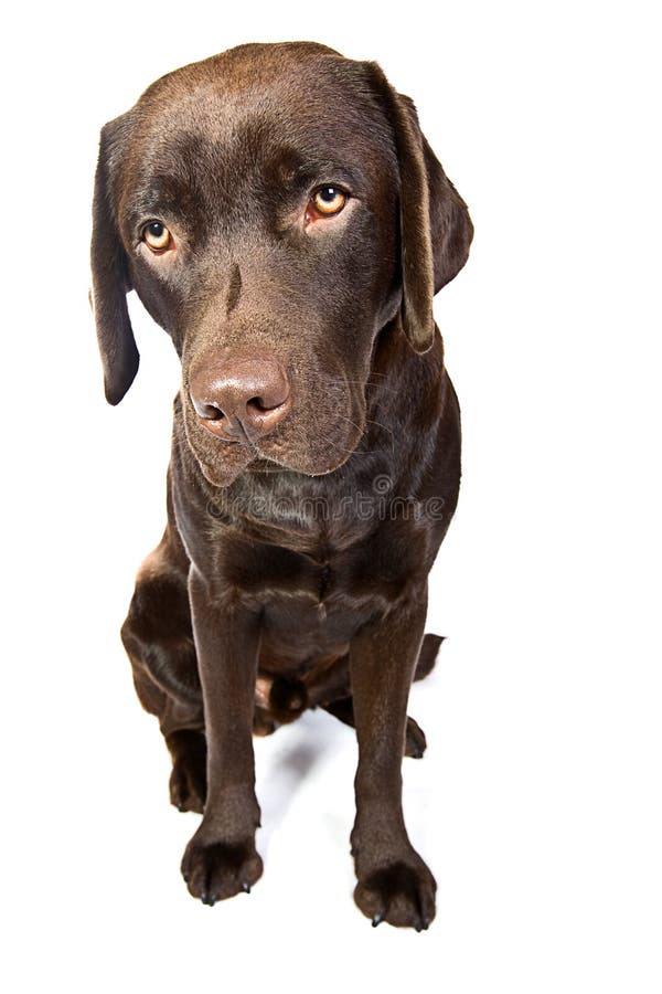 711 Sad Chocolate Labrador Stock Photos - Free & Royalty-Free Stock ...