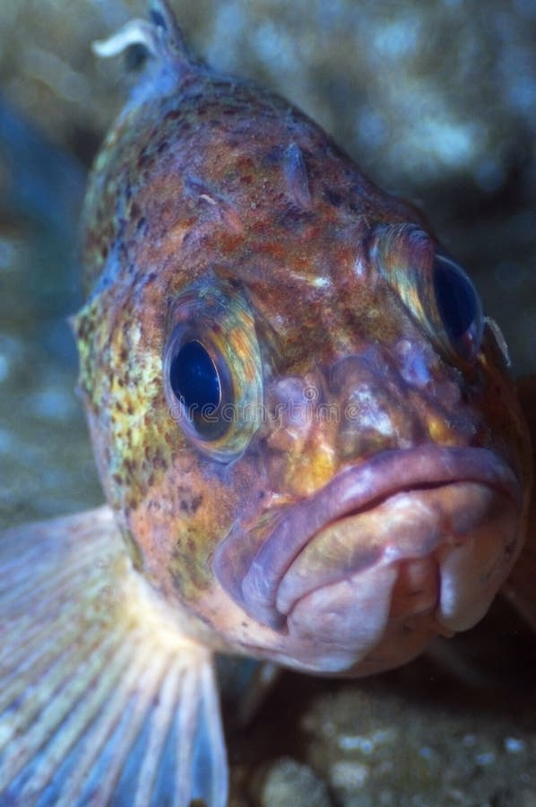 1,635 Sad Fish Stock Photos - Free & Royalty-Free Stock Photos from ...