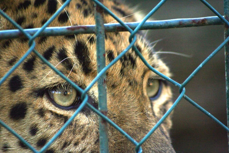 Sad eyes stock image. Image of hunt, pardus, leopard, backcountry - 2310341