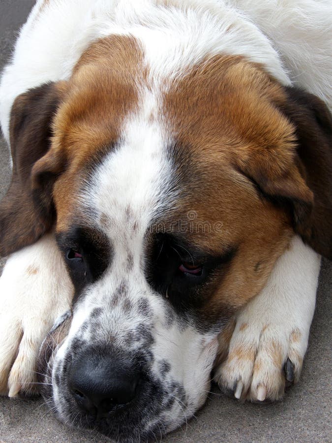 Sad Eyes stock photo. Image of nose, paws, resting, pure - 5877958