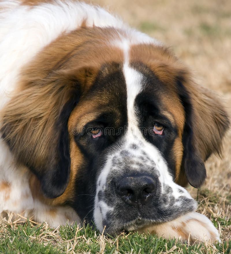 Sad Eyes stock image. Image of mammal, large, animal, bernard - 8724615 Sad Eyes stock image. Image of mammal, large, animal, bernard - 8724615