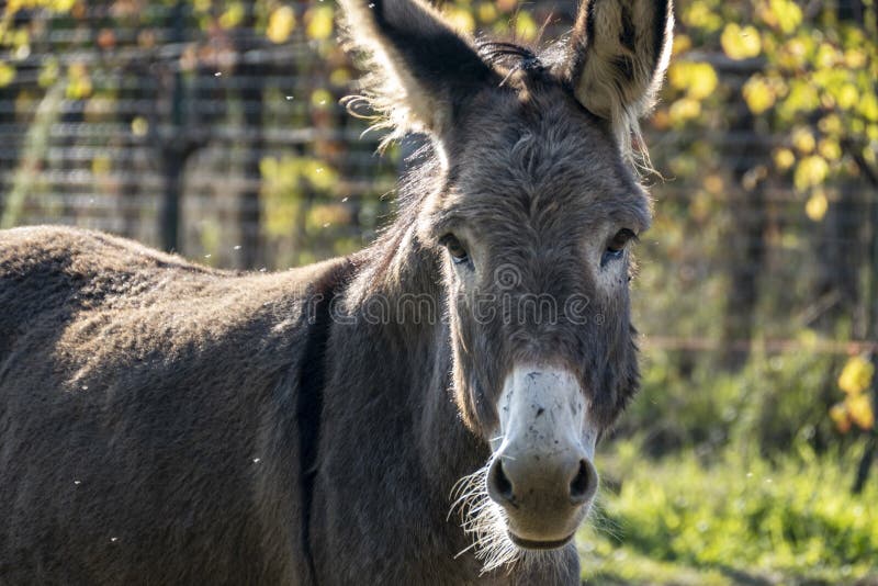 Sad Eyes Old Donkey Working for a Village Household. Stock Photo ...