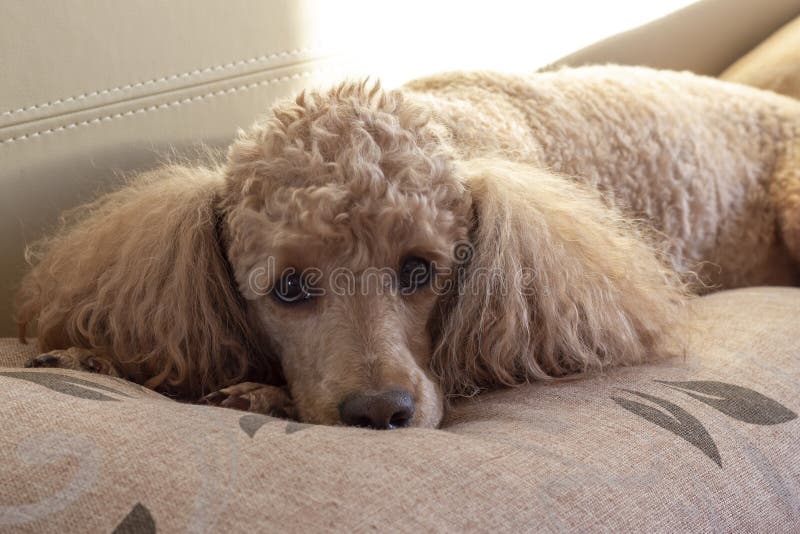 Sad Eyes of a Poodle Lying on the Bed Stock Photo - Image of animal ...