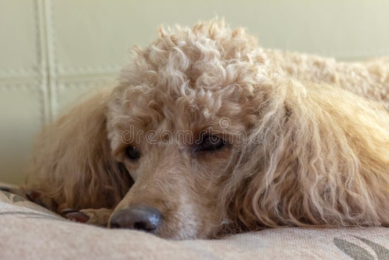 Sad Eyes of a Poodle Lying on the Bed Stock Image - Image of curly ...