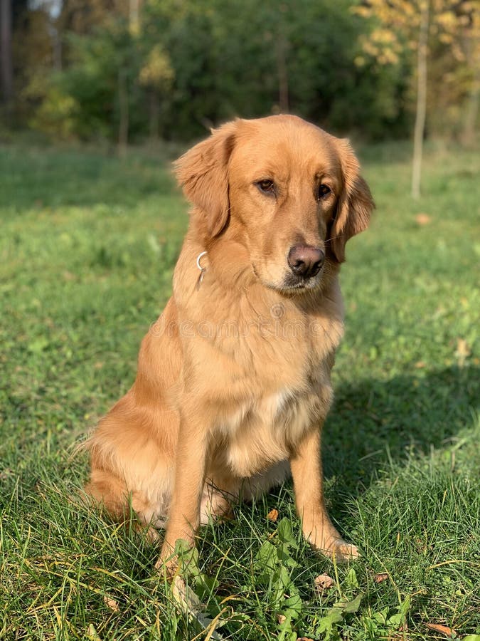 Dog Golden Retriever Sits and Looks with Sad Eyes Stock Photo - Image ... Dog Golden Retriever Sits and Looks with Sad Eyes Stock Photo - Image ...