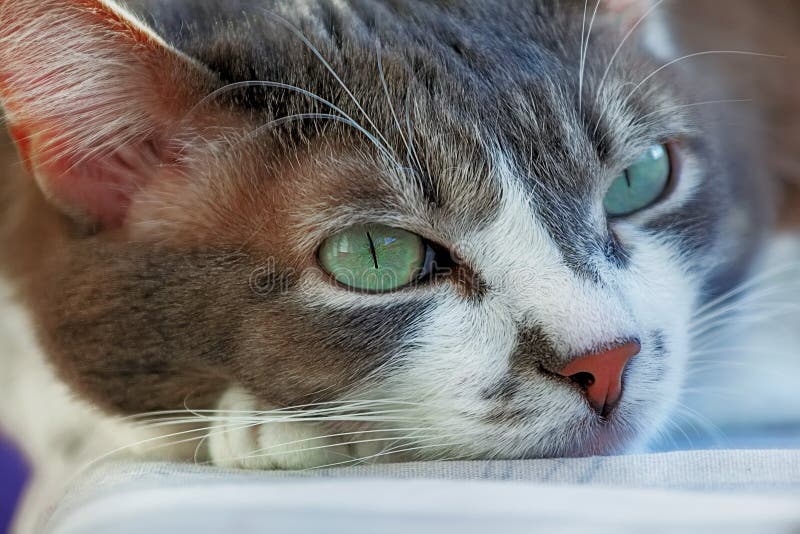 9,067 Sad Face Cat Photos - Free & Royalty-Free Stock Photos from ...