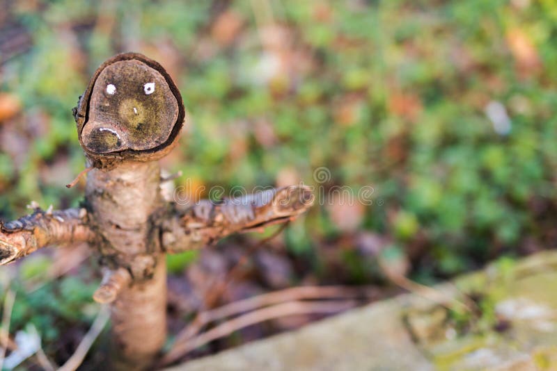 Sad little tree stock image. Image of pain, green, face - 114060303
