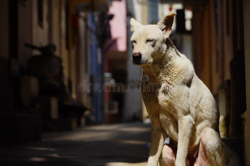 Sad Face of Brown Street Dog in India Stock Image - Image of happy ...