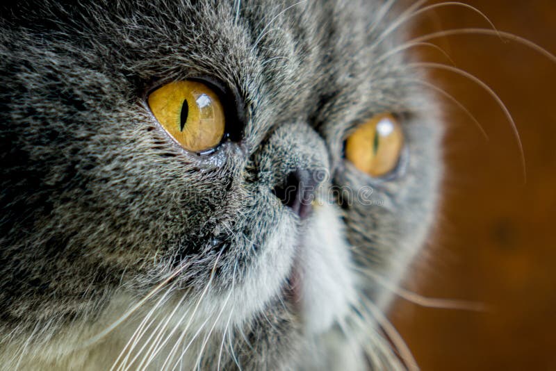 Sad Face in Close Up of Exotic Shorthair Cats. Stock Photo - Image of ...