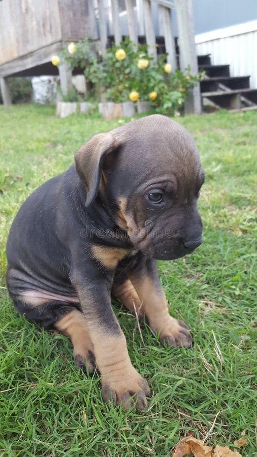 Sad face stock image. Image of little, sweet, face, grumpy - 132049973