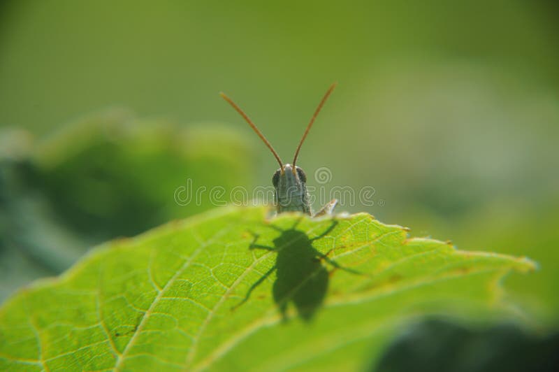 Sad face of Monday stock photo. Image of country, clock - 227450058