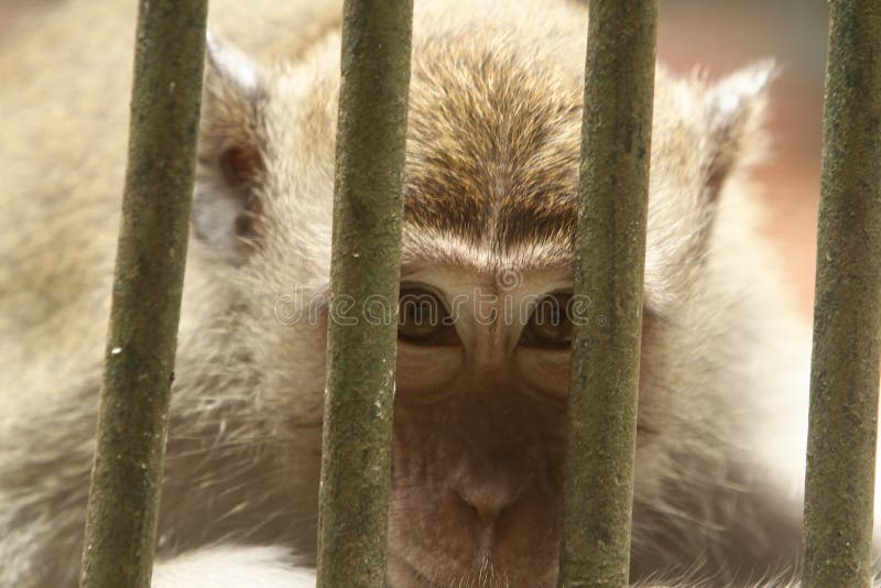 Sad Face of a Monkey in a Cage Stock Image - Image of sculpture ...