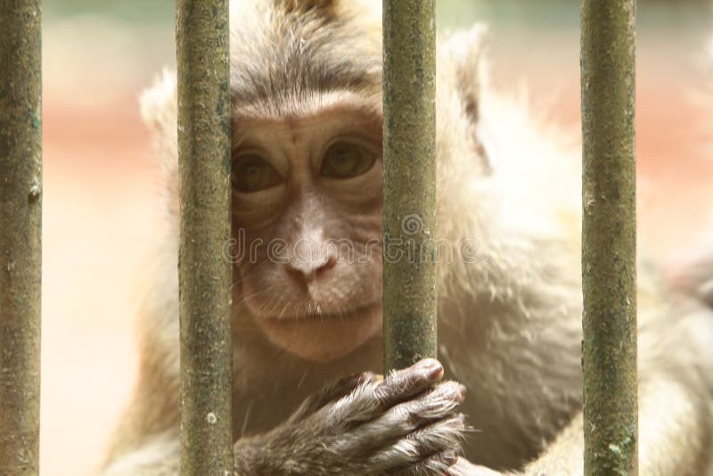 Sad Face of a Monkey in a Cage Stock Image - Image of head, animal ...