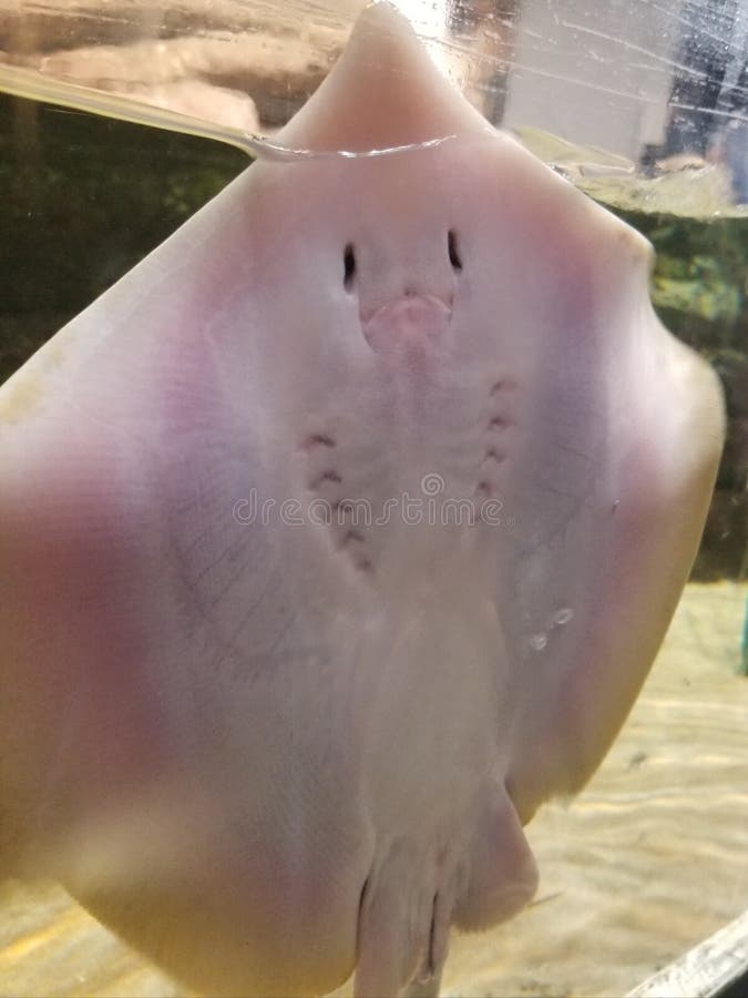 Stingrays Face Cute