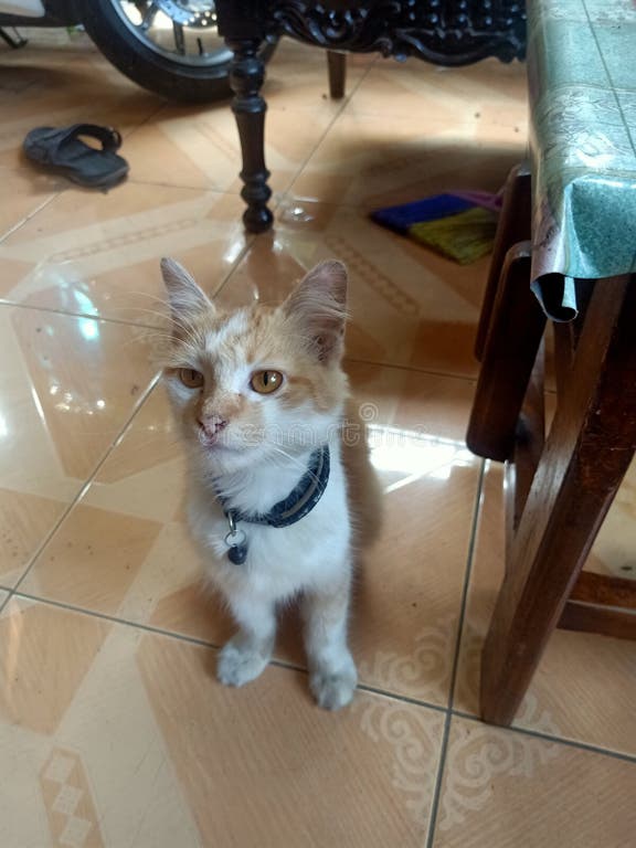 The Sad Face of a Stray Cat Stock Image - Image of face, stray: 385108629