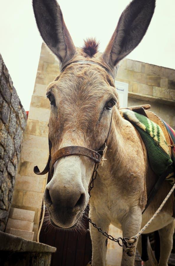 Tired sad donkey stock image. Image of transport, brown - 34090725